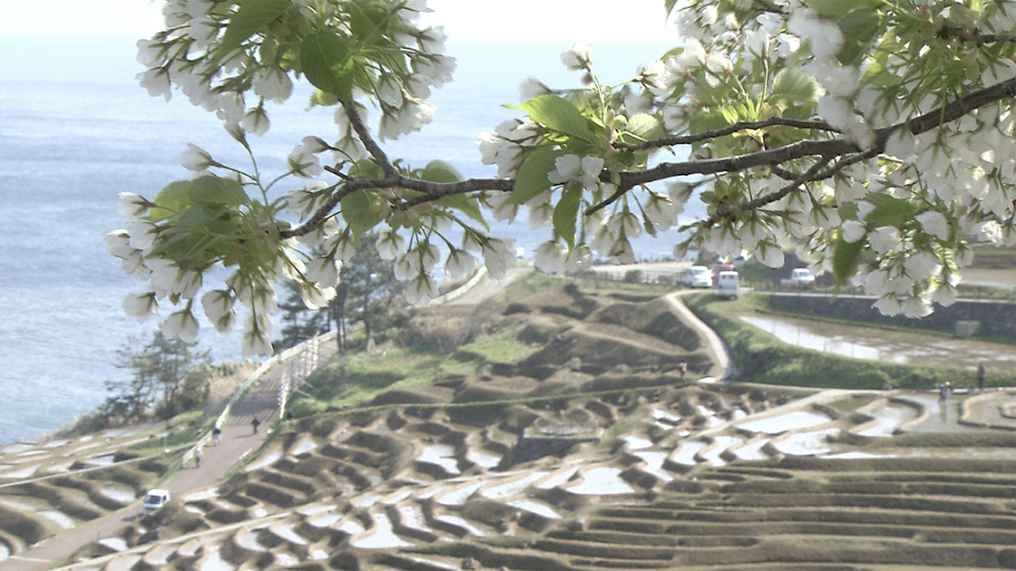 02.白米千枚田、春の農作業。棚田の田植え｜石川県｜にっぽん農紀行 ふるさとに生きる